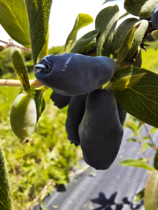 La camerise – SRE-Camerises Mistouk